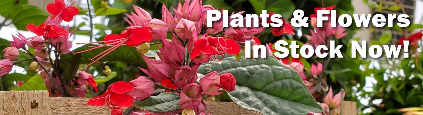 Capps Home Building Center - We're More Than Just A Hardware Store